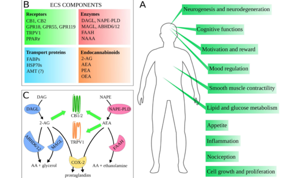 The Art of MaryJane Media - Marijuana Legalization & Cannabis News