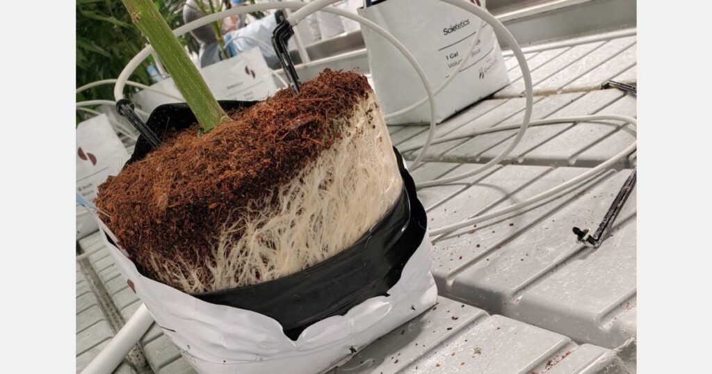 The role of enzymes in cannabis cultivation - The Art Of MaryJane Media